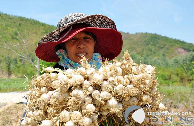 Tỏi cô đơn Lý Sơn mua ở đâu, bao nhiêu tiền? Cách phân biệt hàng nhái
