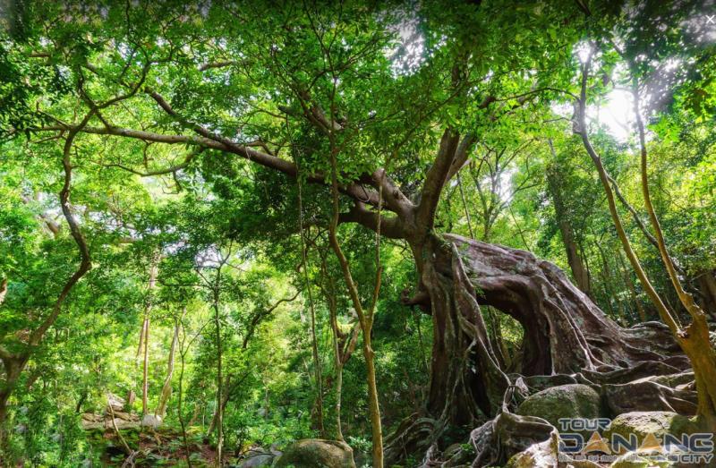 Cây đa con nai ngơ ngác giữa rừng núi Sơn Trà